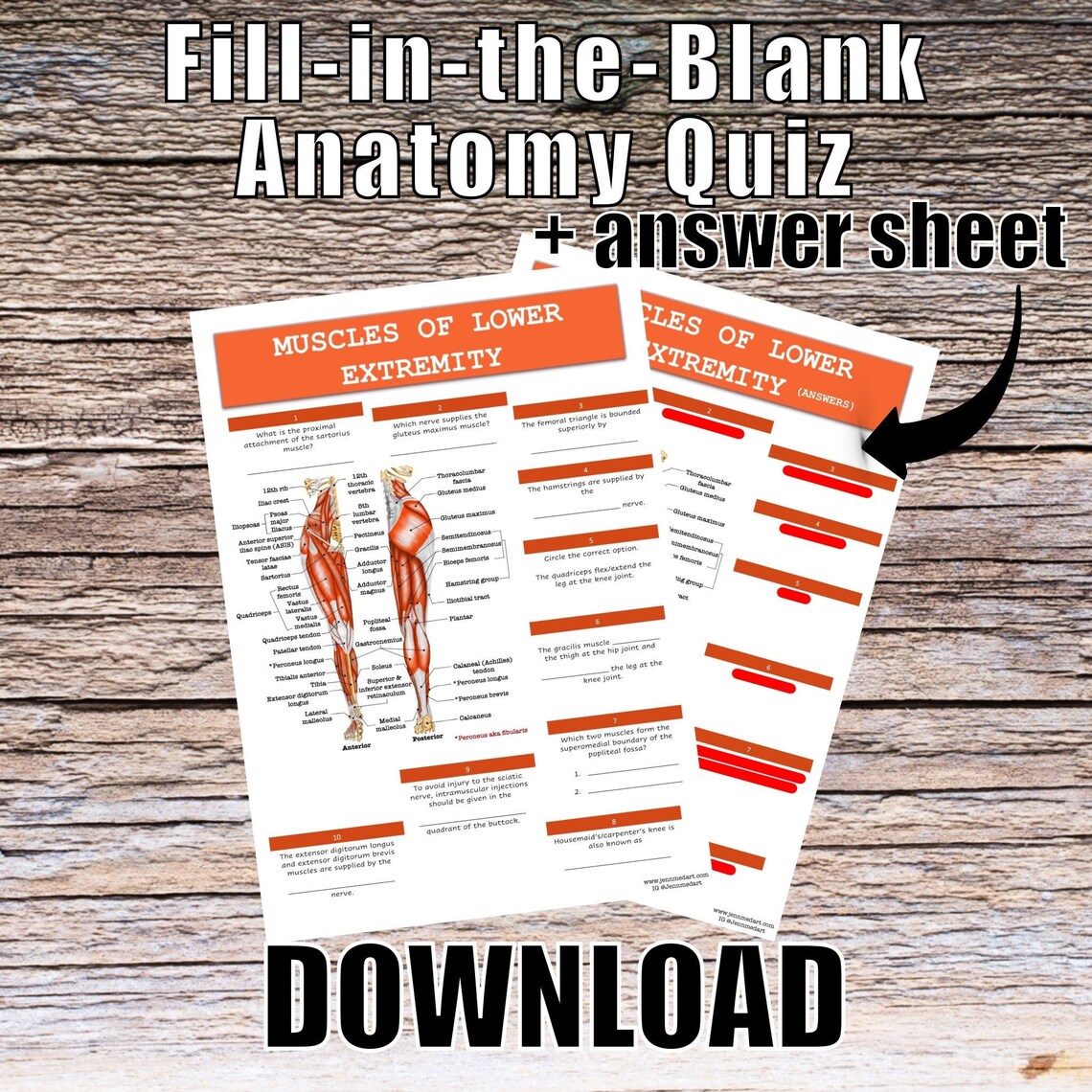 Muscles of the Lower Extremities Anatomy QUIZ Worksheet + Answers ...