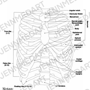Thoracic Cage Anatomy Coloring Page LABELED Digital Download Ribcage Thoracic Cage Anatomy Coloring Page LABELED Digital Download Ribcage