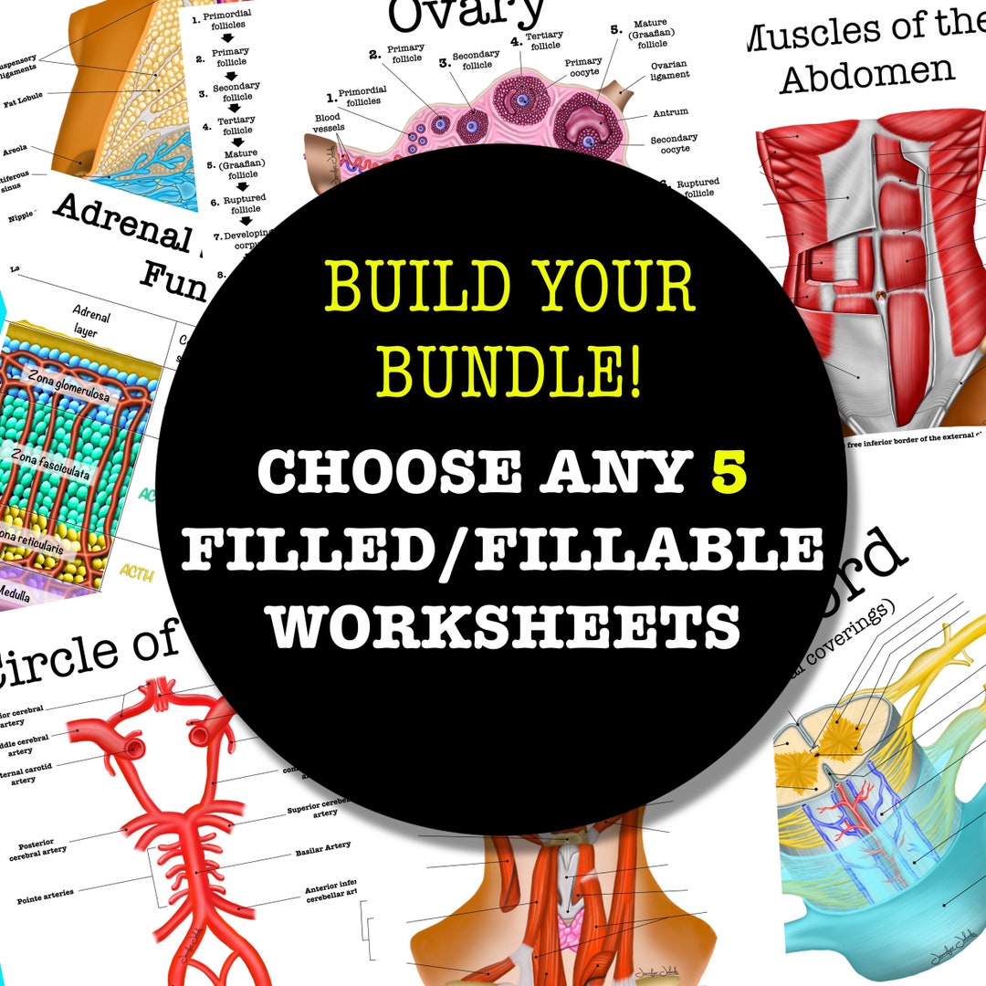 Build-your-own Filled/fillable Anatomy Worksheet Bundle - 5 Pages ...