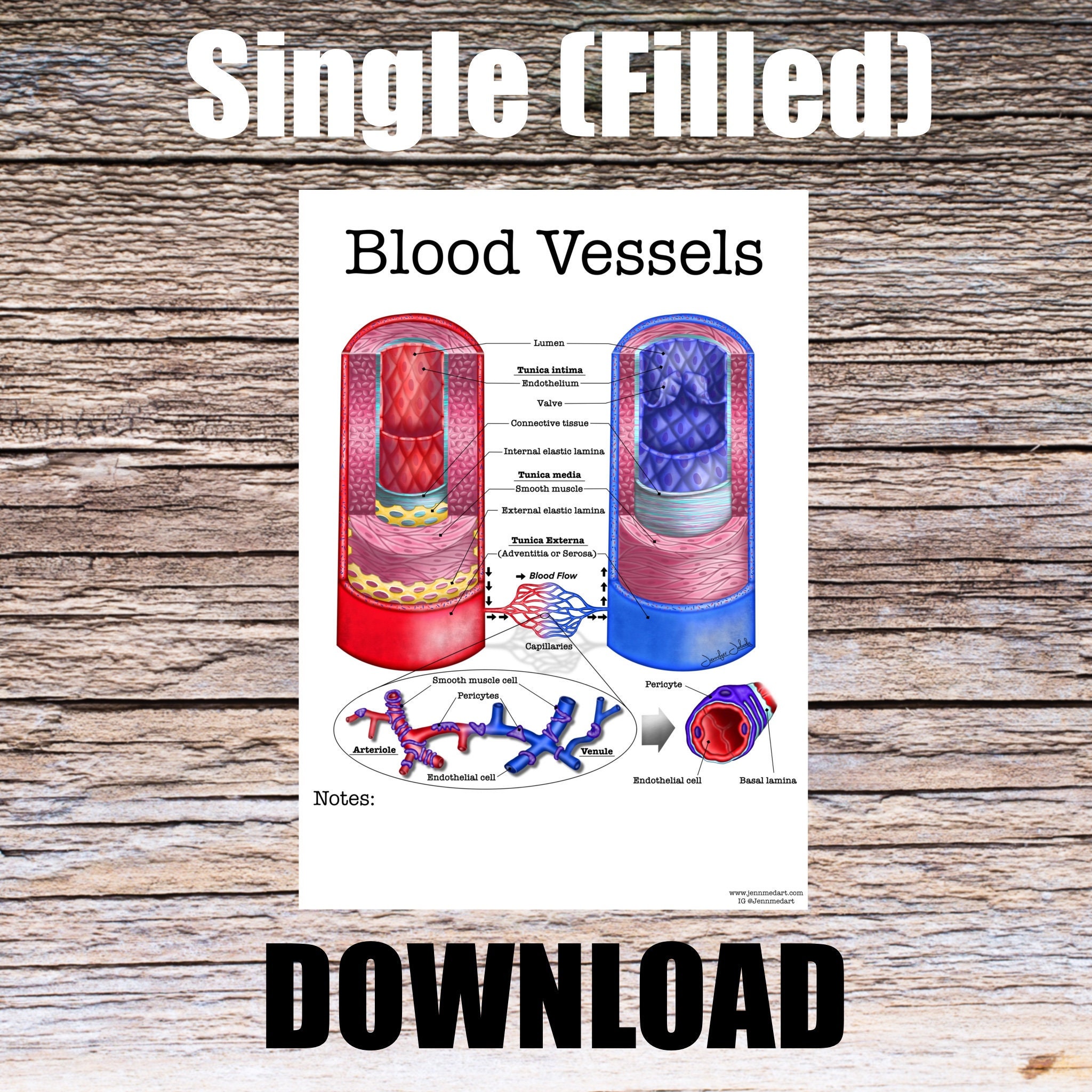 Blood Vessel Anatomy Worksheet- Single FILLED- Digital Download Human ...