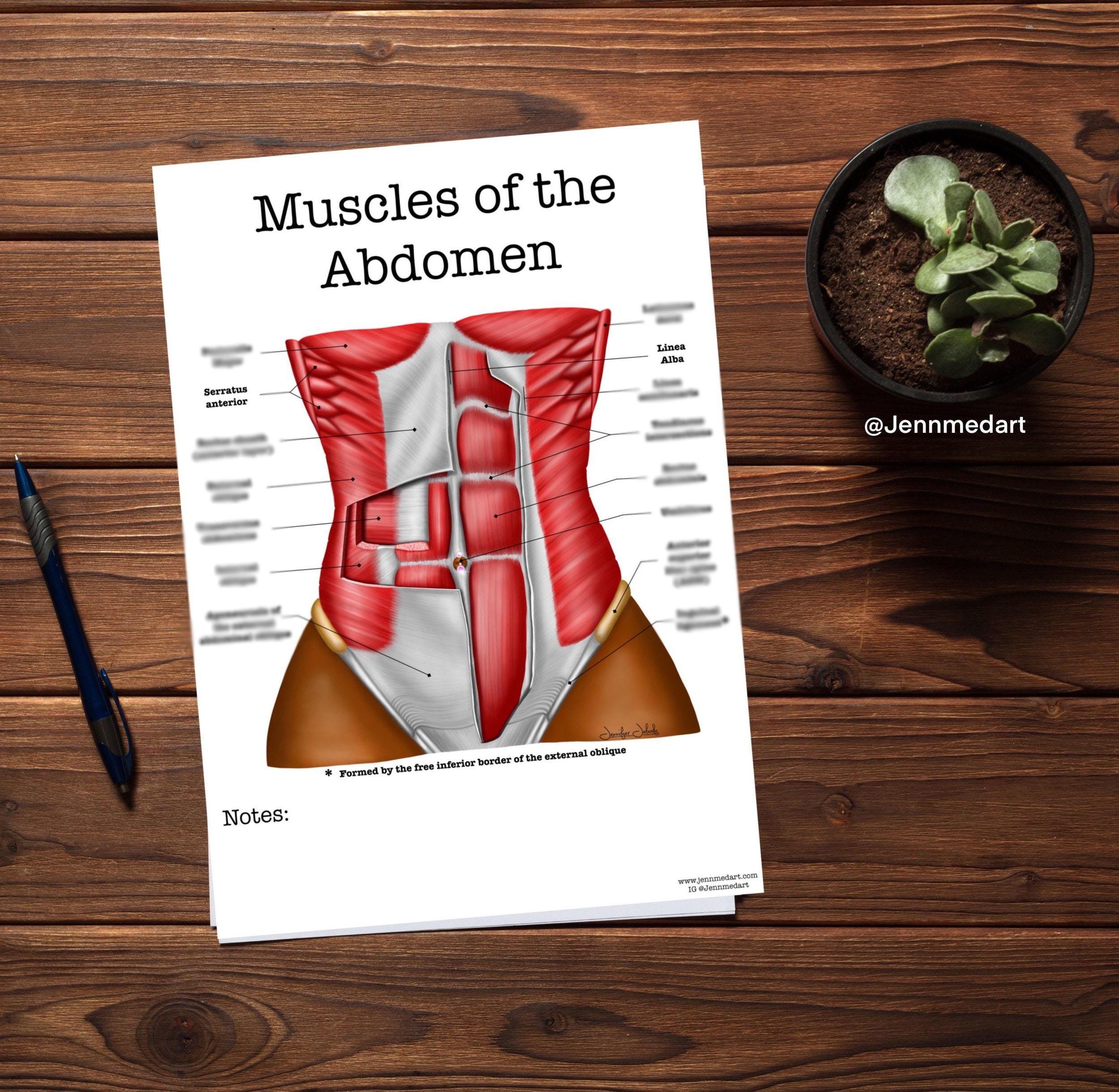 Muscles of the Abdomen Anatomy Worksheet- Single FILLABLE- Digital ...