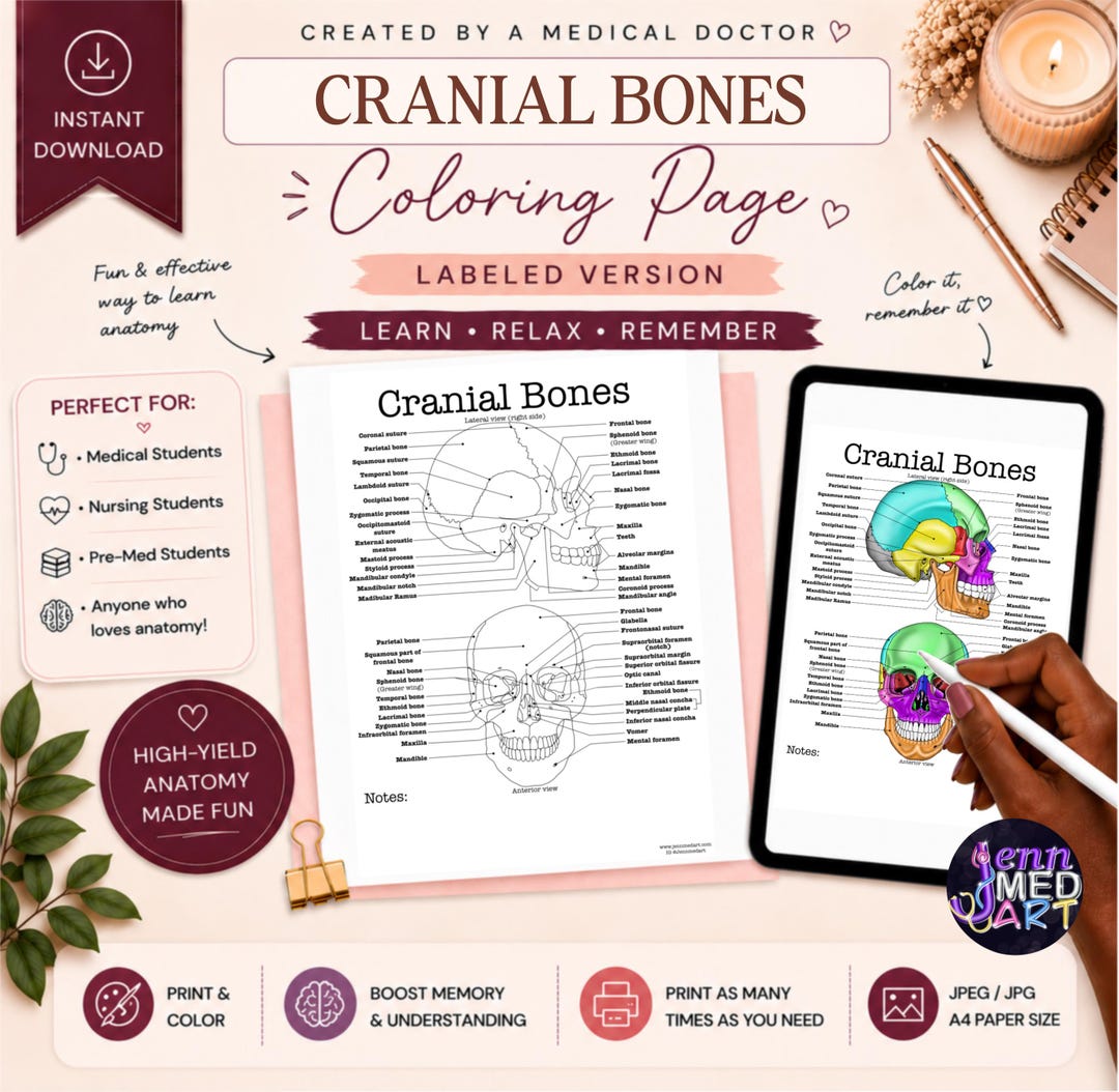 Cranial Bones Coloring Page | Labeled | Skull Anatomy Study Guide ...