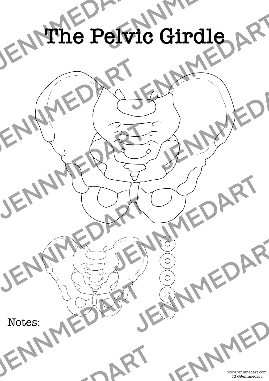 Pelvic Girdle Bones Anatomy Coloring Page BLANK Digital - Etsy Singapore