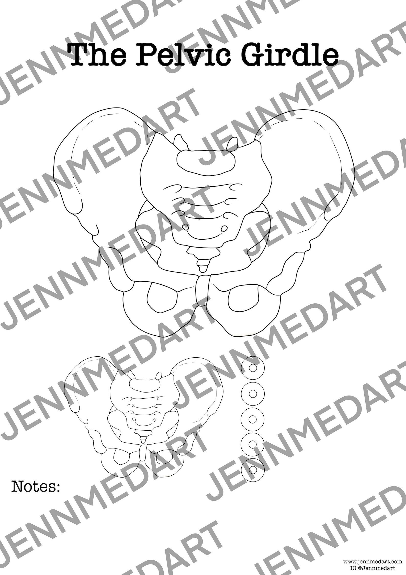 Pelvic Girdle Bones Anatomy Coloring Page- BLANK- Digital Download ...