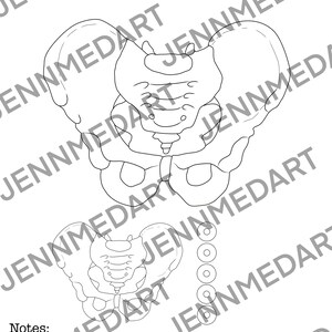 Pelvic Girdle Bones Anatomy Coloring Page- BLANK- Digital Download ...