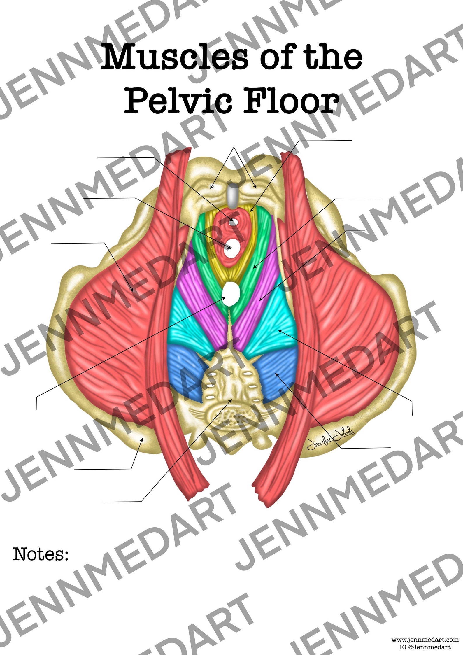 Pelvic Floor Anatomy Worksheet- Single FILLABLE- Digital Download Human ...