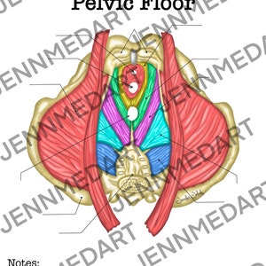 Pelvic Floor Anatomy Worksheet- Single FILLABLE- Digital Download Human ...