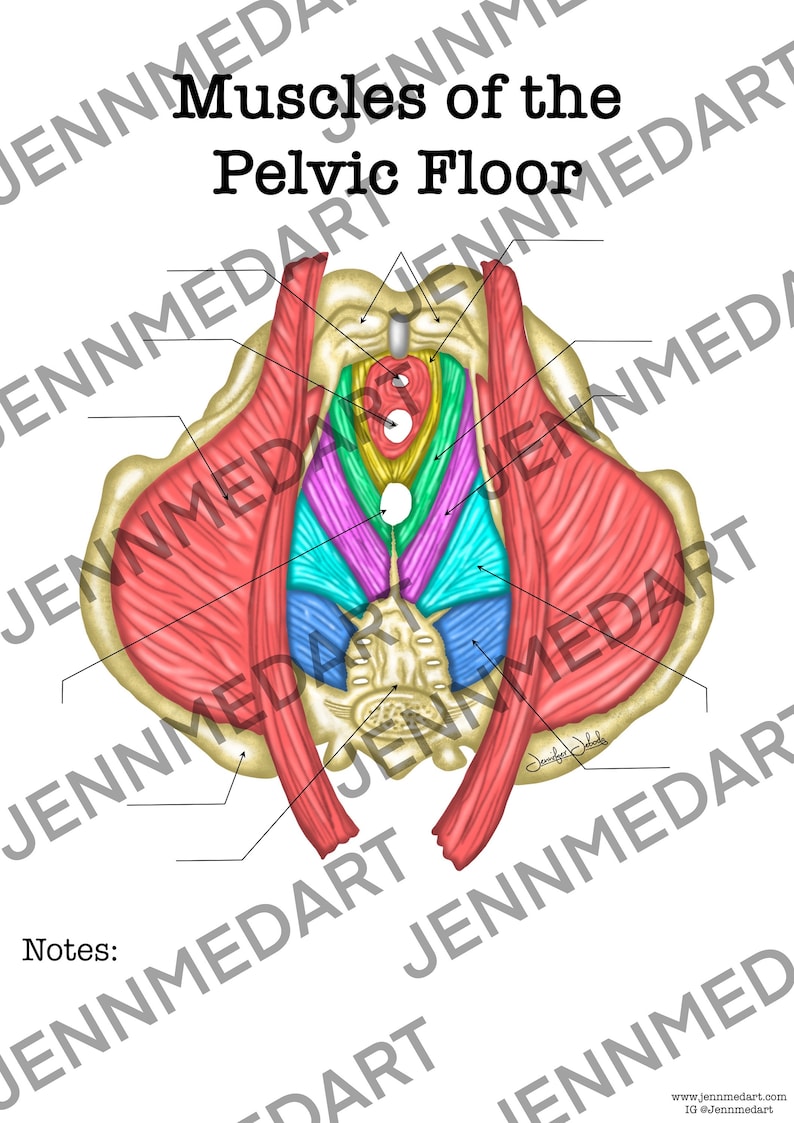 Pelvic Floor Anatomy Worksheet- Single FILLABLE- Digital Download Human ...