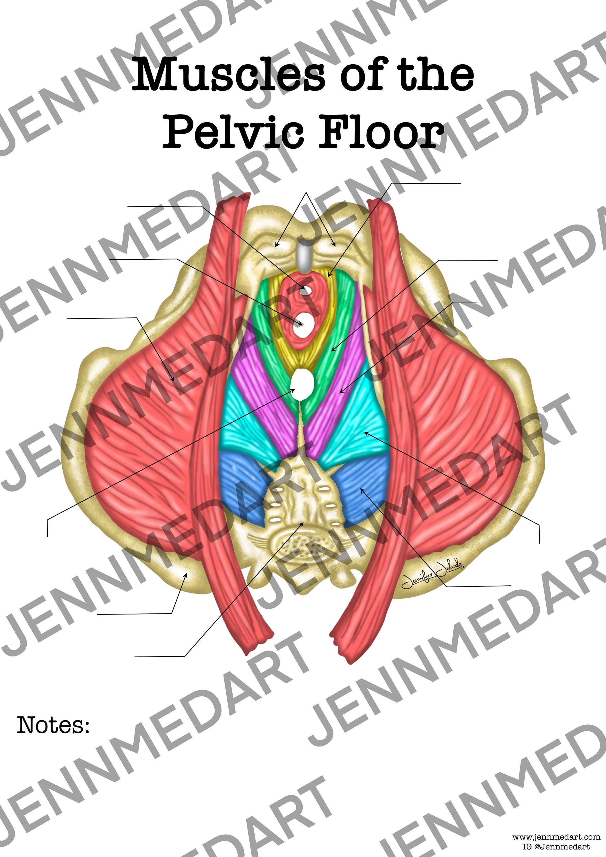 Pelvic Floor Anatomy Worksheet- Single FILLABLE- Digital Download Human ...
