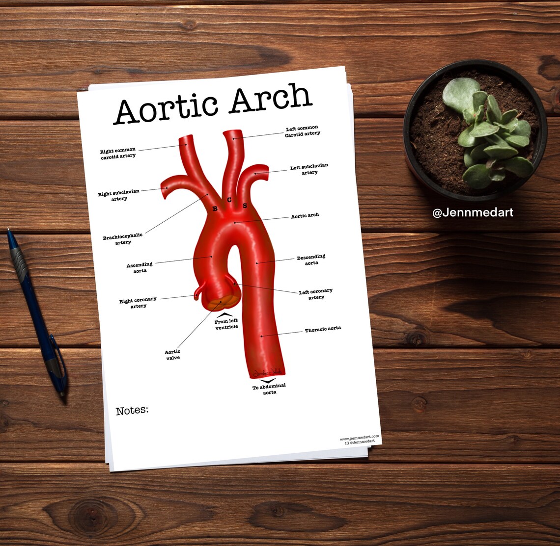Aortic Arch Anatomy Coloring Page BLANK Digital Download Aorta Heart ...