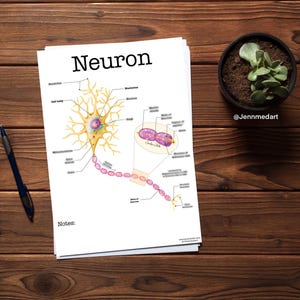 Neuron Anatomy Coloring Page- LABELED- Digital Download Nervous System ...