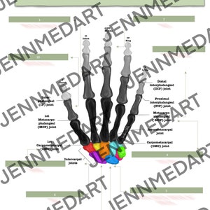 Joints of the Hand Anatomy QUIZ Worksheet + Answers - Digital Download ...