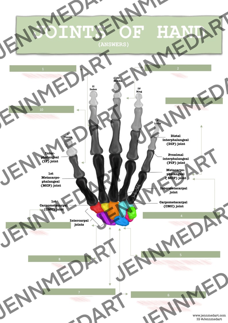 Joints of the Hand Anatomy QUIZ Worksheet + Answers - Digital Download ...
