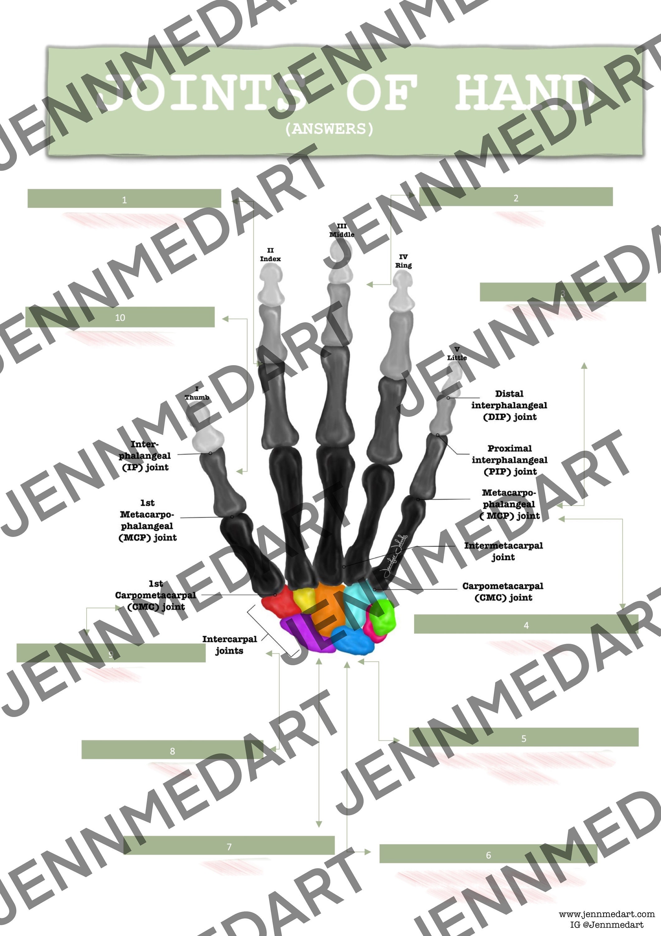 Gelenke der Hand Anatomie QUIZ Arbeitsblatt + Antworten - Digitaler ...