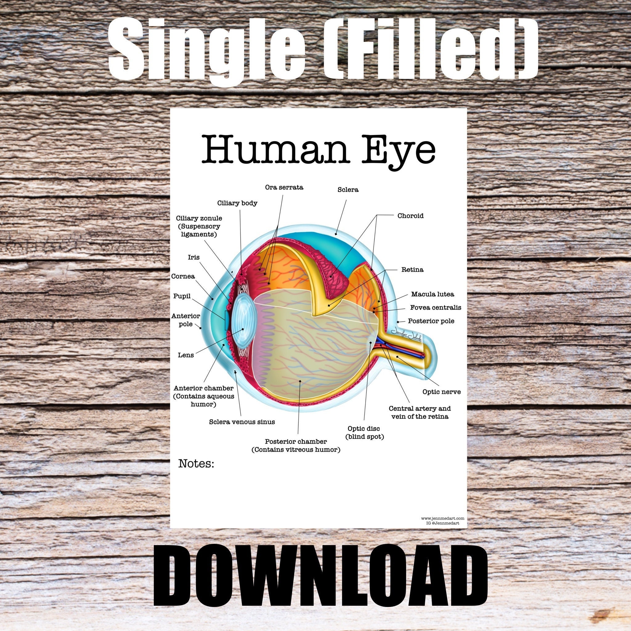 Human Eye Anatomy Worksheet Single FILLED Digital Download Human 