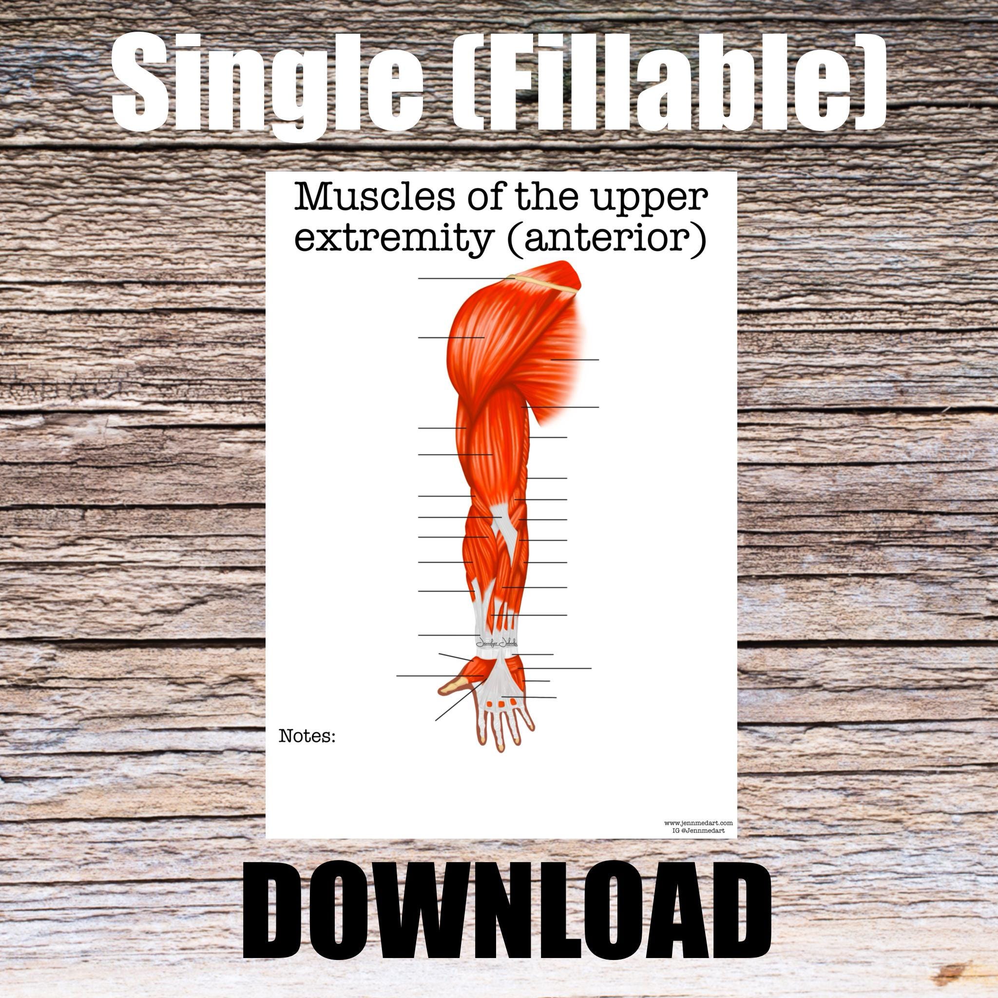 Muscles of Upper Extremity Anterior (arm) Anatomy Worksheet- Single ...