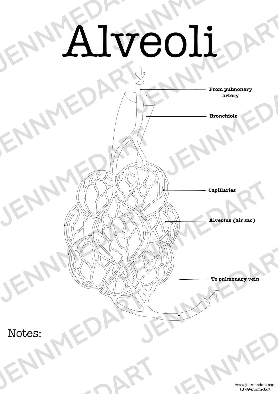 Alveoli Anatomy Coloring Page LABELED Digital Download Lung Anatomy ...