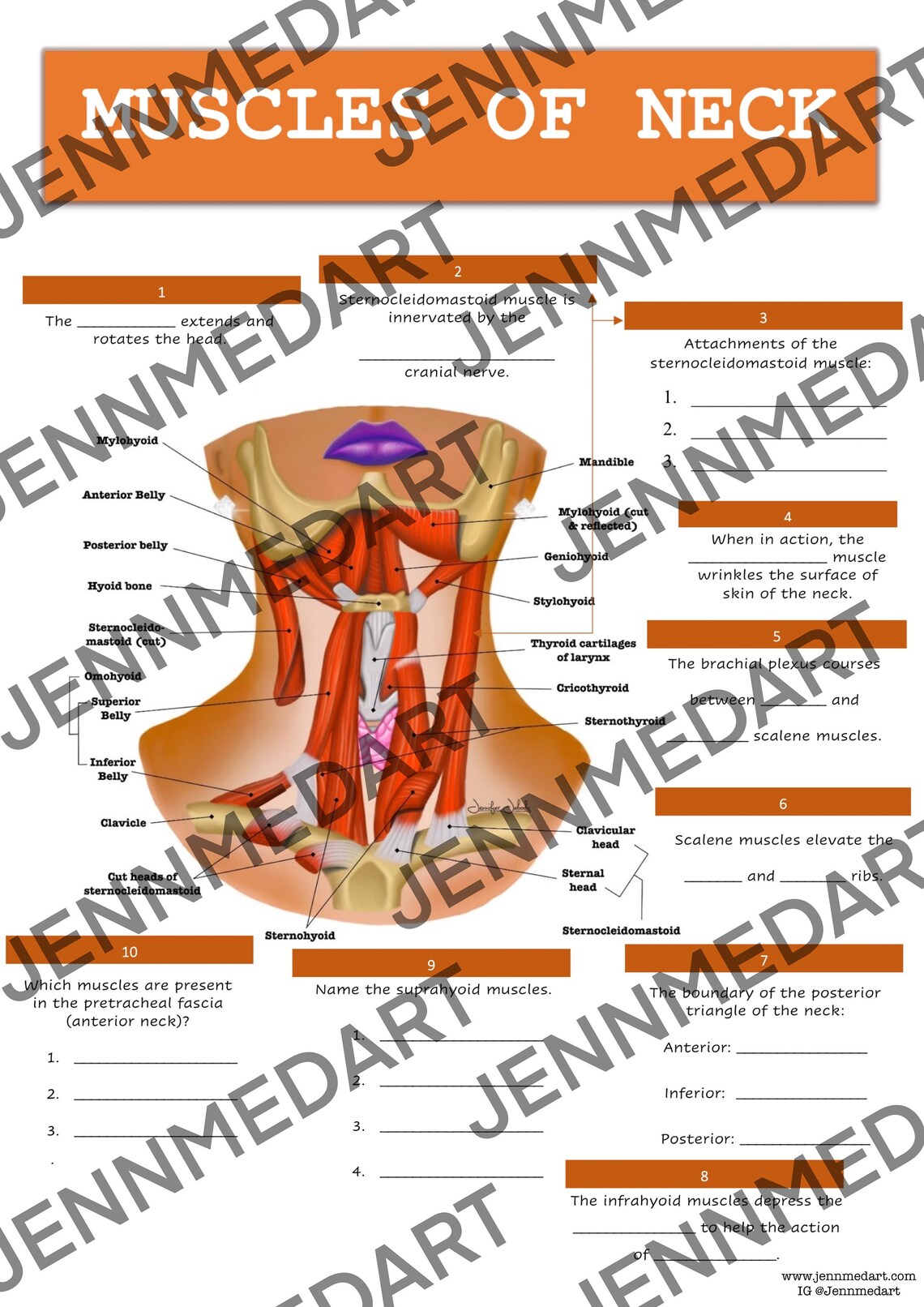 Muscles of the Neck Anatomy QUIZ Worksheet + Answers - Digital Download ...