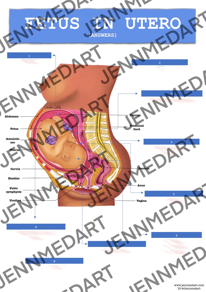 Fetus in Utero Anatomy QUIZ Worksheet + Answers - Digital Download ...