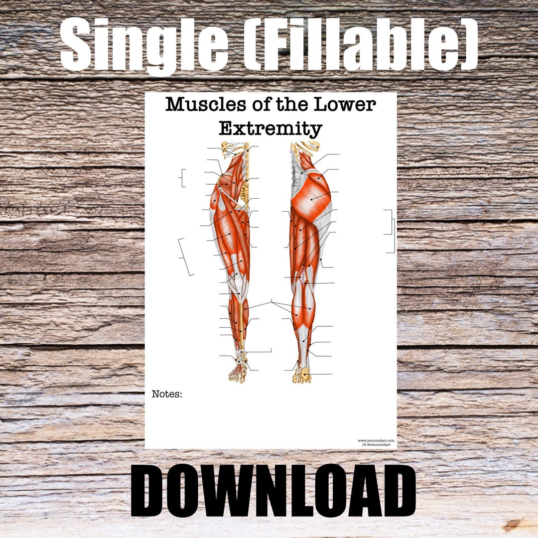 Muscles of the Lower Extremity Anatomy Worksheet- Single FILLABLE ...
