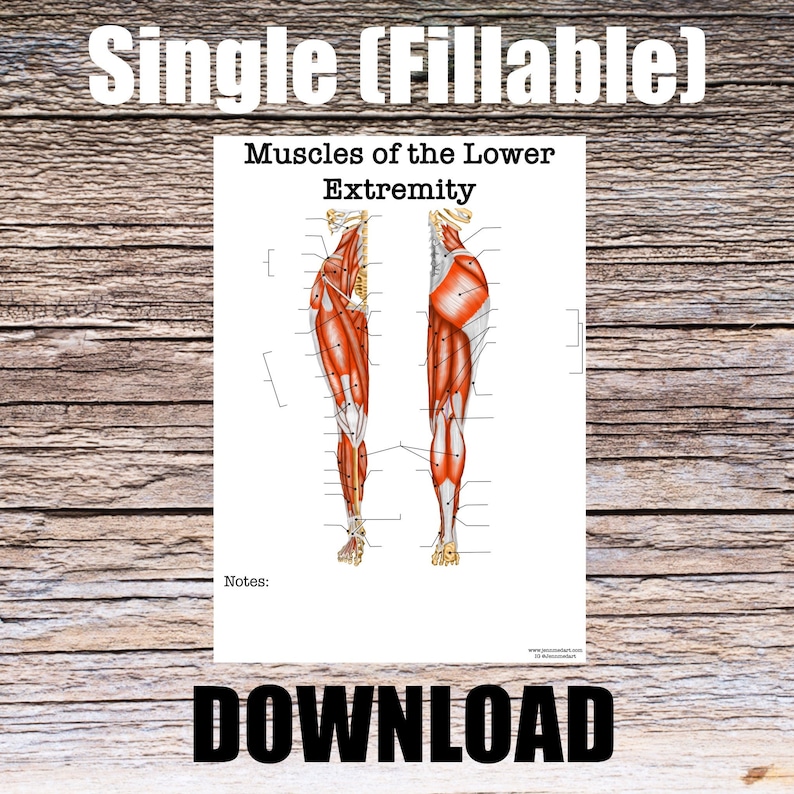Muscles of the Lower Extremity Anatomy Worksheet- Single FILLABLE ...