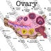 Ovary Anatomy Worksheet Single FILLED Digital Download Human Anatomy ...