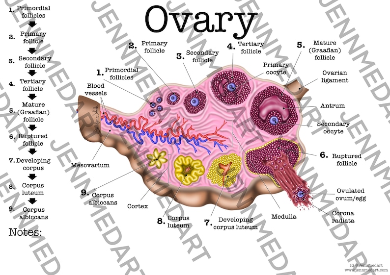 Ovary Anatomy Worksheet Single FILLED Digital Download Human Anatomy ...