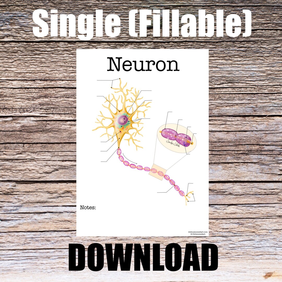 Neuron Anatomy Worksheet- Single FILLABLE- Digital Download Human ...