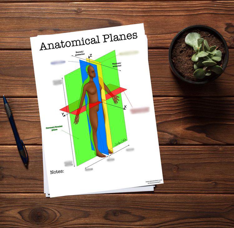 Anatomical Planes Review Guide | Labeled | Anatomical Terminology Study ...
