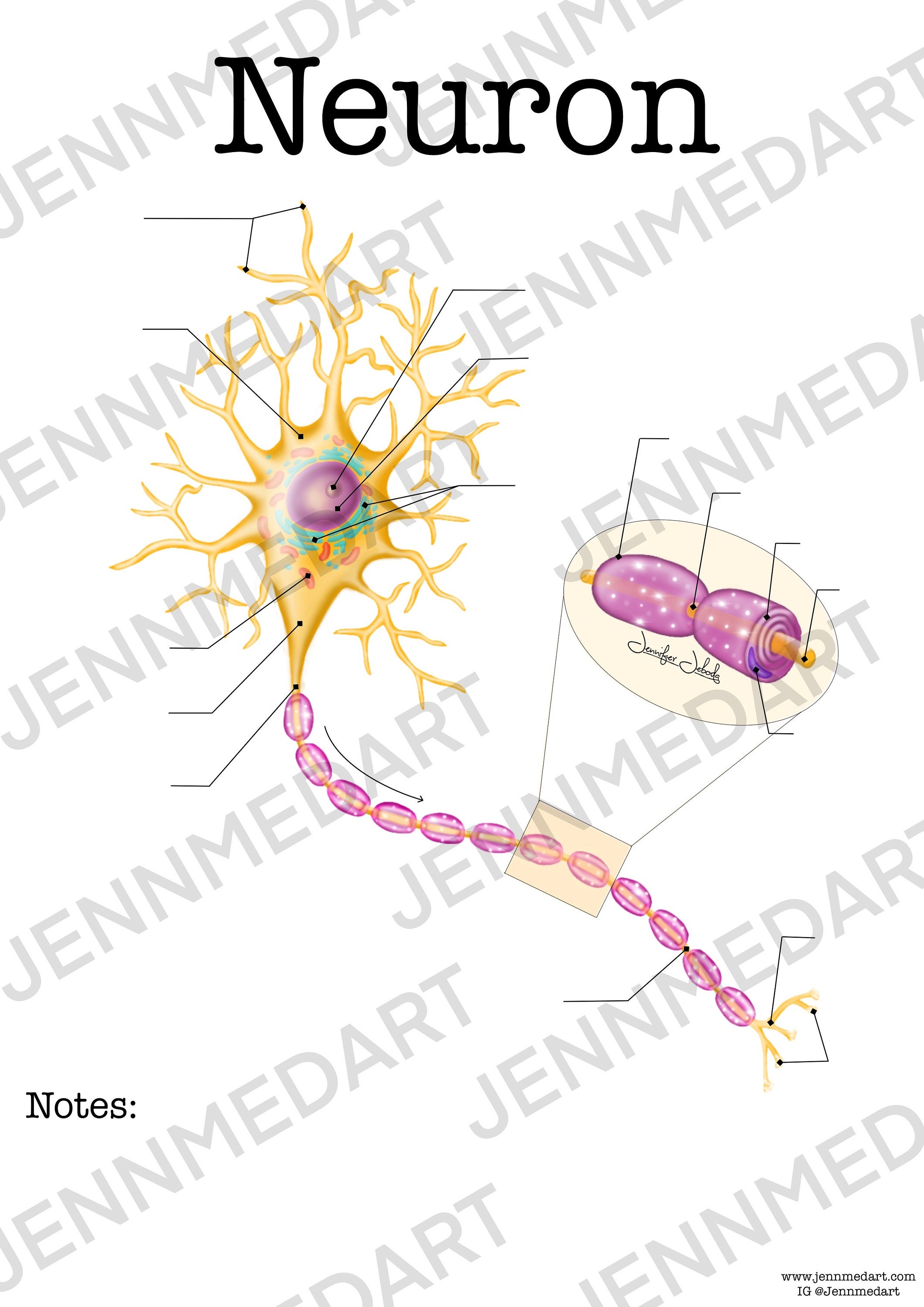 Neuron Anatomy Worksheet- Single FILLABLE- Digital Download Human ...