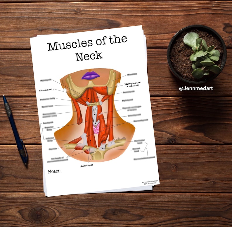 Muscles of the Neck Anatomy Worksheet- Single FILLED- Digital Download ...