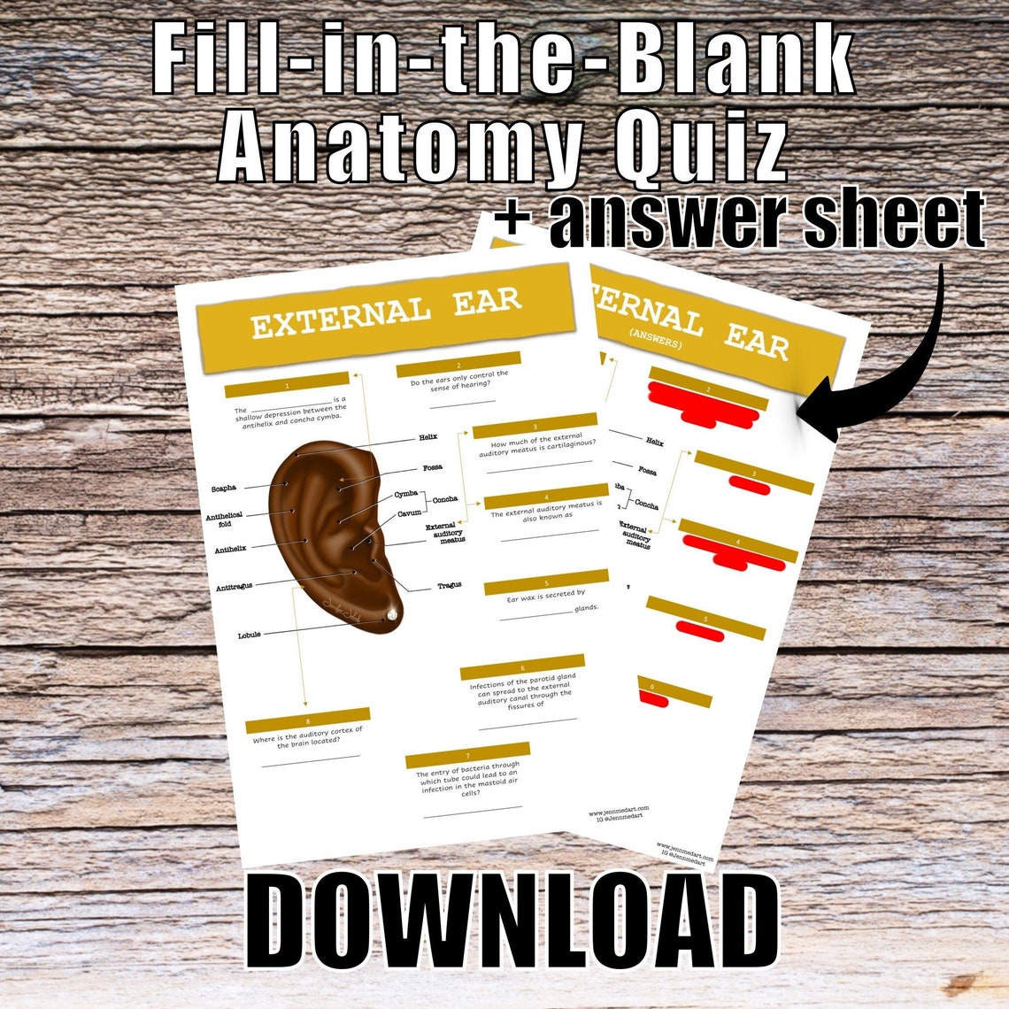 External Ear Anatomy QUIZ Worksheet + Answers- Digital Download ...