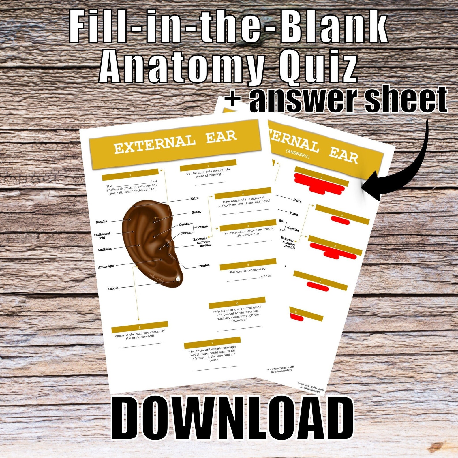 External Ear Anatomy QUIZ Worksheet + Answers- Digital Download ...