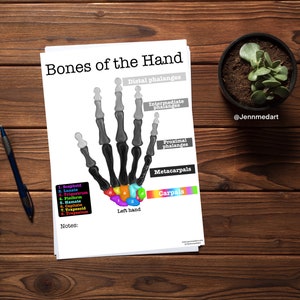 Bones of the Hand Anatomy Worksheet- Single FILLED- Digital Download ...