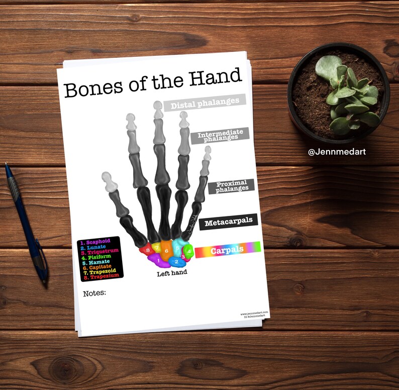 Bones of the Hand Anatomy Worksheet Single FILLED Digital Download ...
