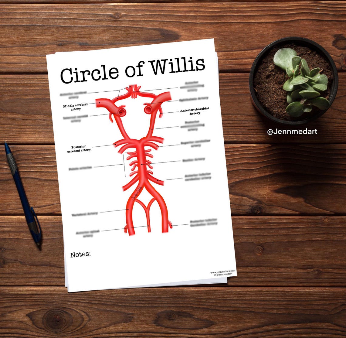 Circle of Willis Anatomy Coloring Page- LABELED- Digital Download Brain ...