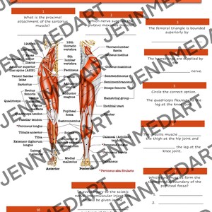 Muscles of the Lower Extremities Anatomy QUIZ Worksheet + Answers ...