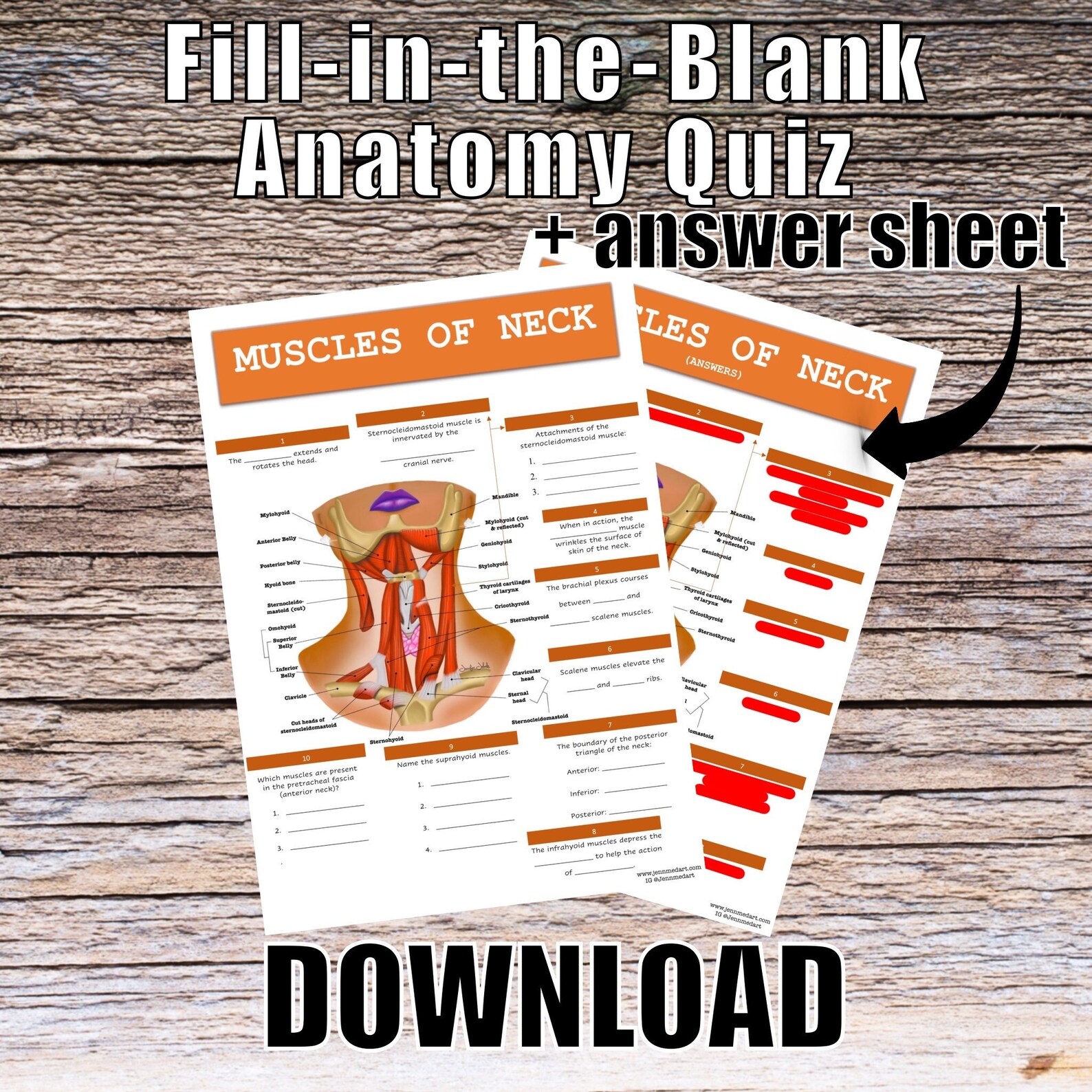 Muscles of the Neck Anatomy QUIZ Worksheet + Answers - Digital Download ...
