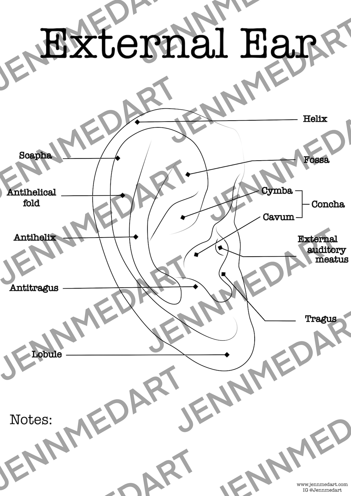 External Ear Anatomy Coloring Page- LABELED- Digital Download Auricle ...
