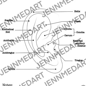 External Ear Anatomy Coloring Page- LABELED- Digital Download Auricle ...