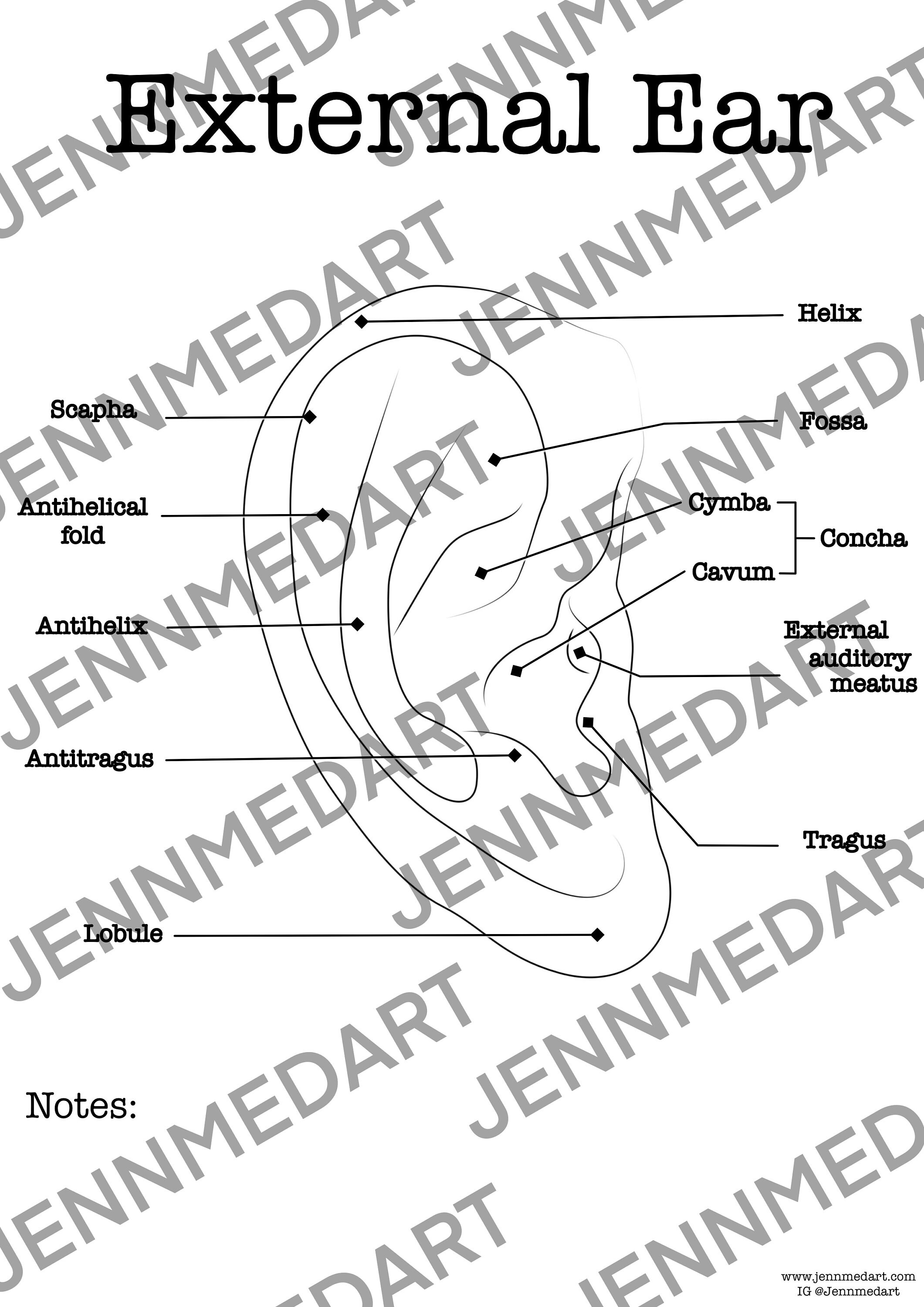 External Ear Anatomy Coloring Page- LABELED- Digital Download Auricle ...
