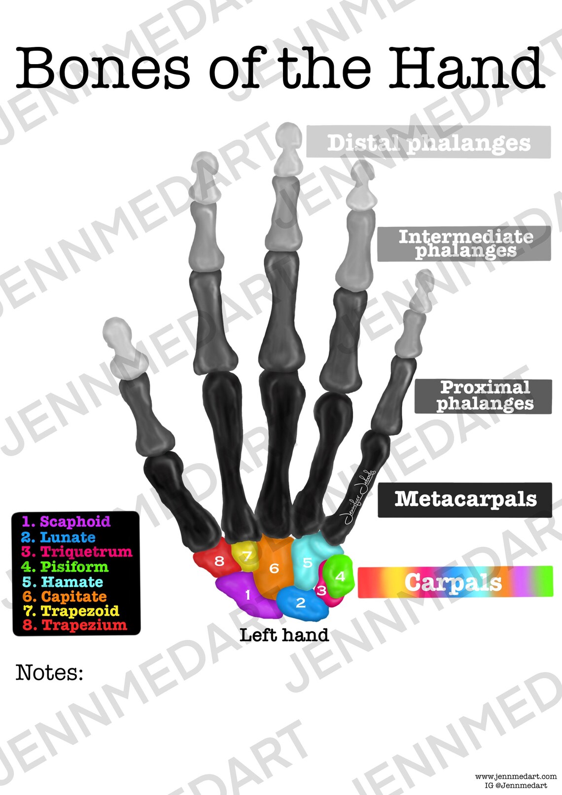 Bones of the Hand Anatomy Worksheet Single FILLED Digital - Etsy Canada