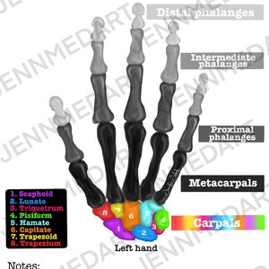Bones of the Hand Anatomy Worksheet- Single FILLED- Digital Download ...
