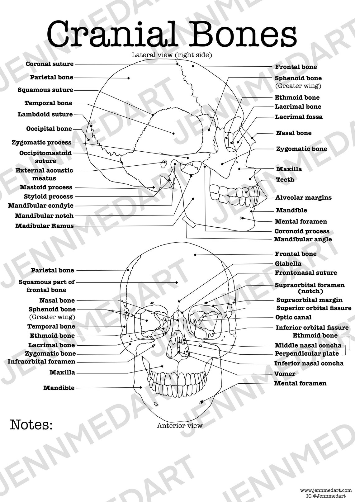Cranial Bones Anatomy Coloring Page- LABELED- Digital Download Skull ...