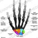 Joints of the Hand Anatomy Worksheet Single FILLED Digital Download ...