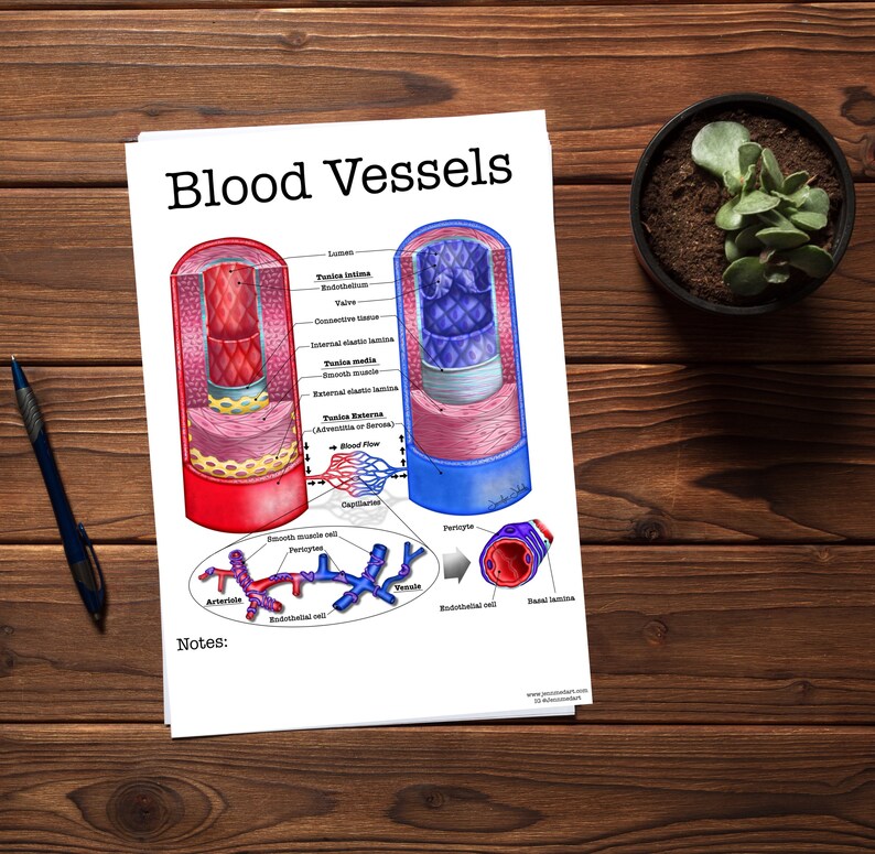 Blood Vessel Anatomy Coloring Page BLANK Digital Download Artery Vein ...
