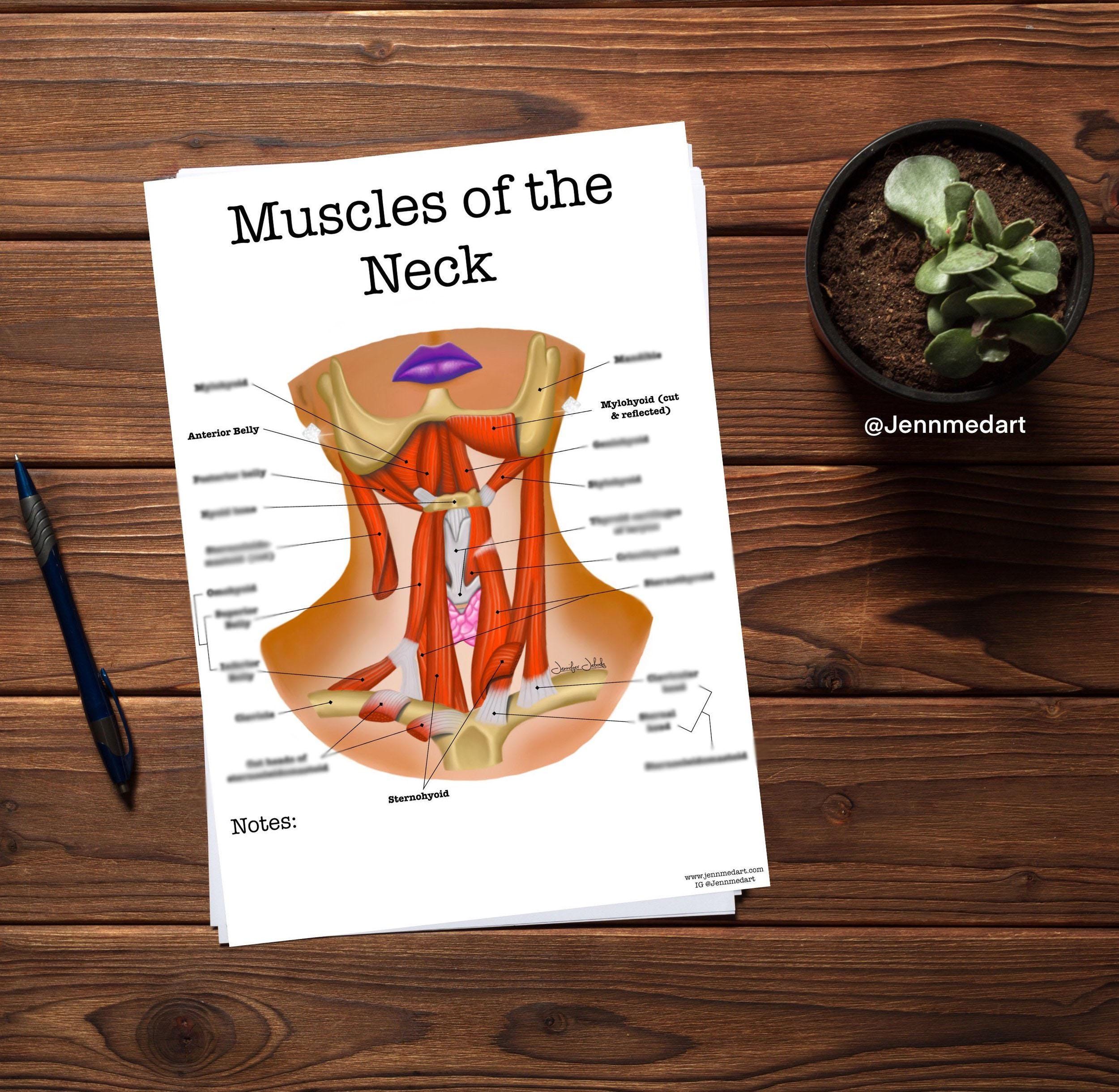 Muscles of the Neck Anatomy Coloring Page- BLANK- Digital Download ...