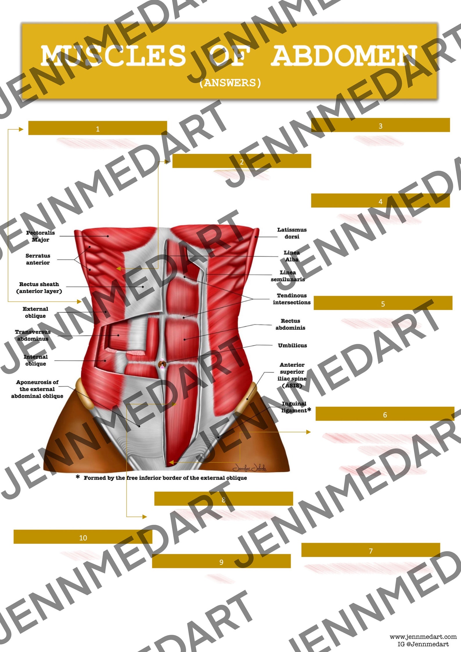 Muscles of the Abdomen Anatomy QUIZ Worksheet + Answers - Digital ...