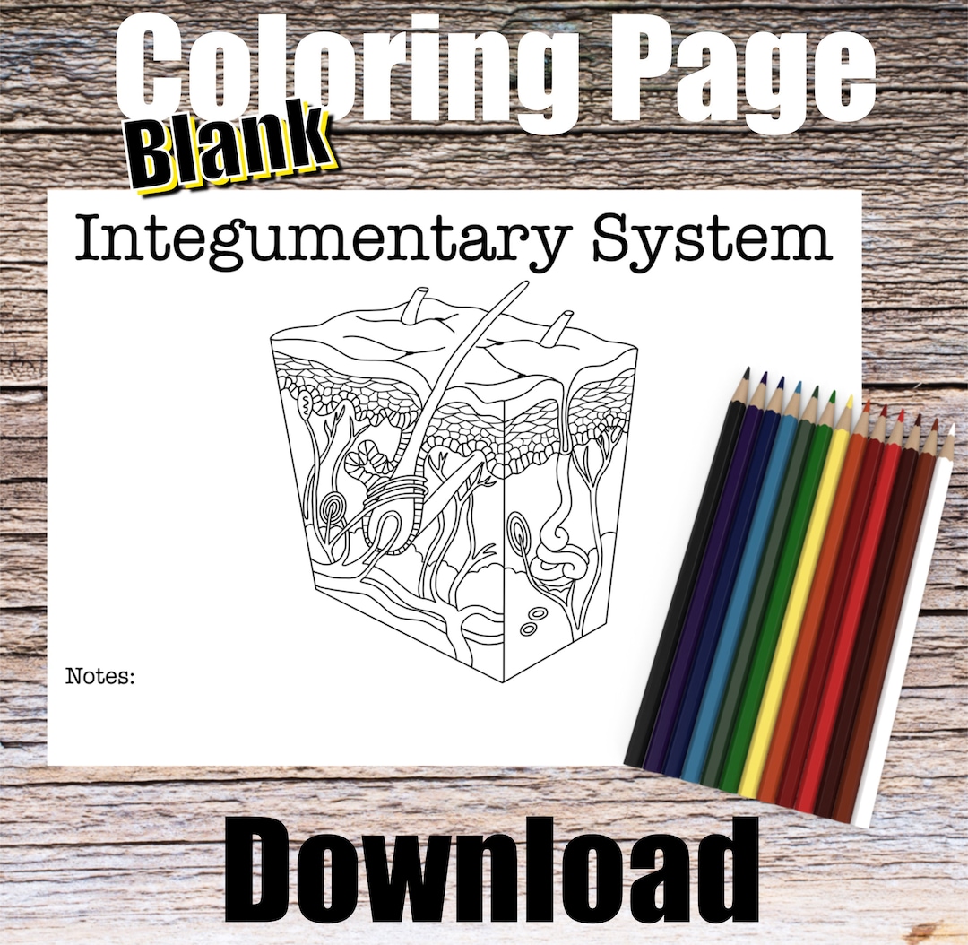 Integumentary Anatomy Coloring Page- BLANK- Digital Download Skin ...