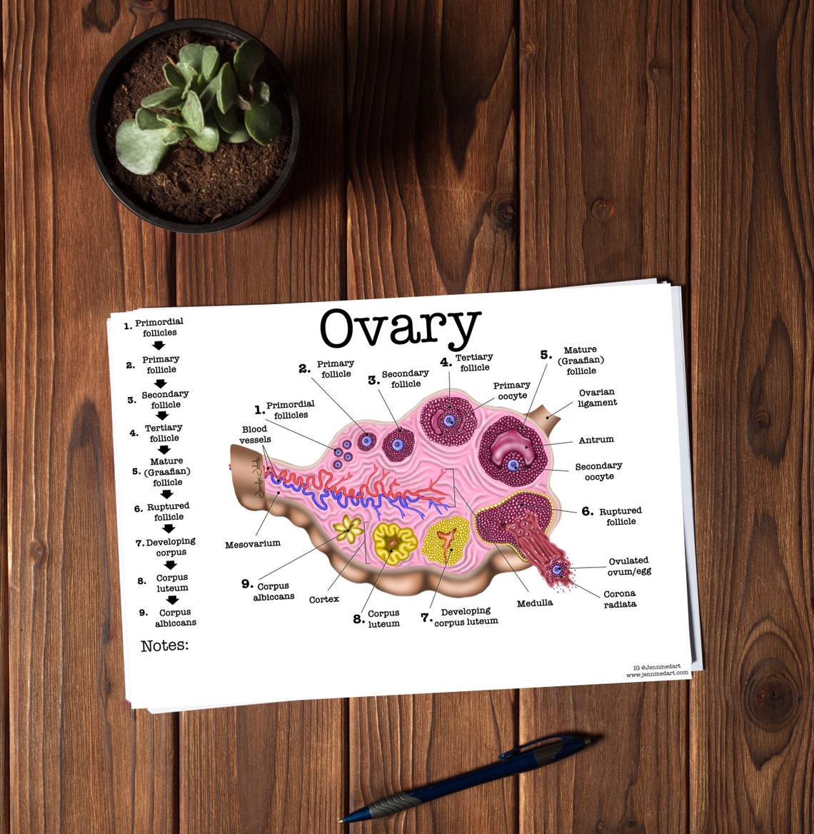 Ovary Anatomy Coloring Page LABELED Digital Download Female ...